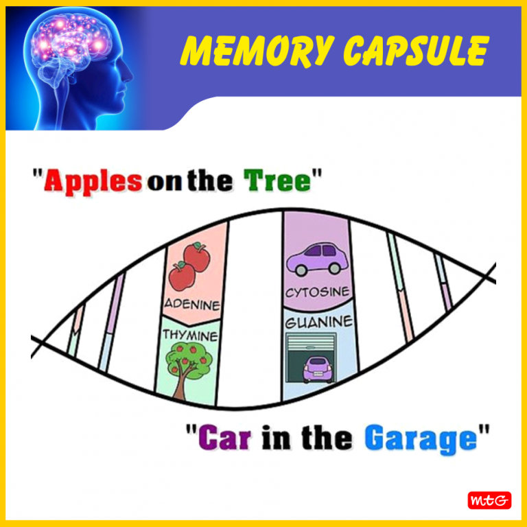 10 Important and Useful Mnemonics for Biology Students - MTG Blog