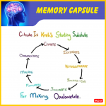 10 Important and Useful Mnemonics for Biology Students - MTG Blog