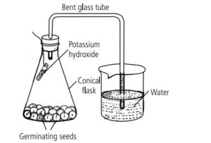 Respiration in Plants NEET Questions and Answers - MTG Blog